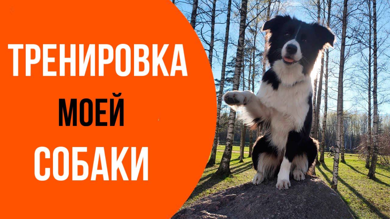 Тренировка собаки!
