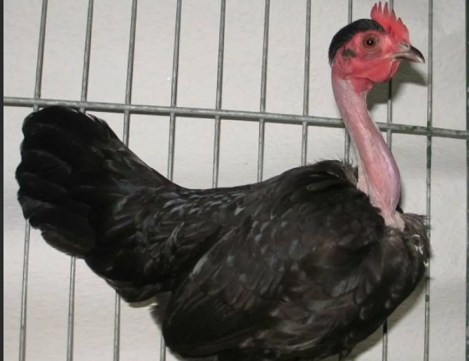 ВЗВЕШИВАНИЕ ГОЛОШЕЙКИ И РЕДБРО, Возраст птицы 40 дней и месяц