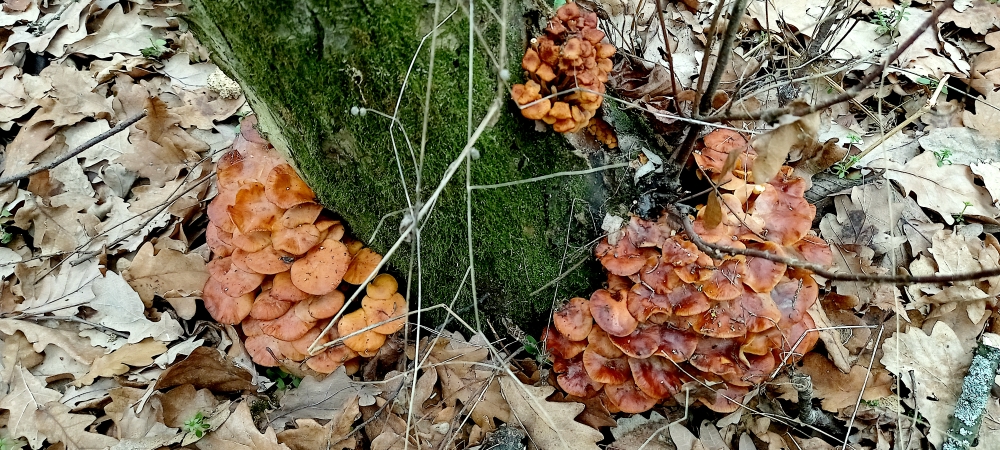 ‼️СБОР ГРИБОВ В ПОСЛЕДНИЕ ДНИ ОСЕНИ 2021 г.‼️