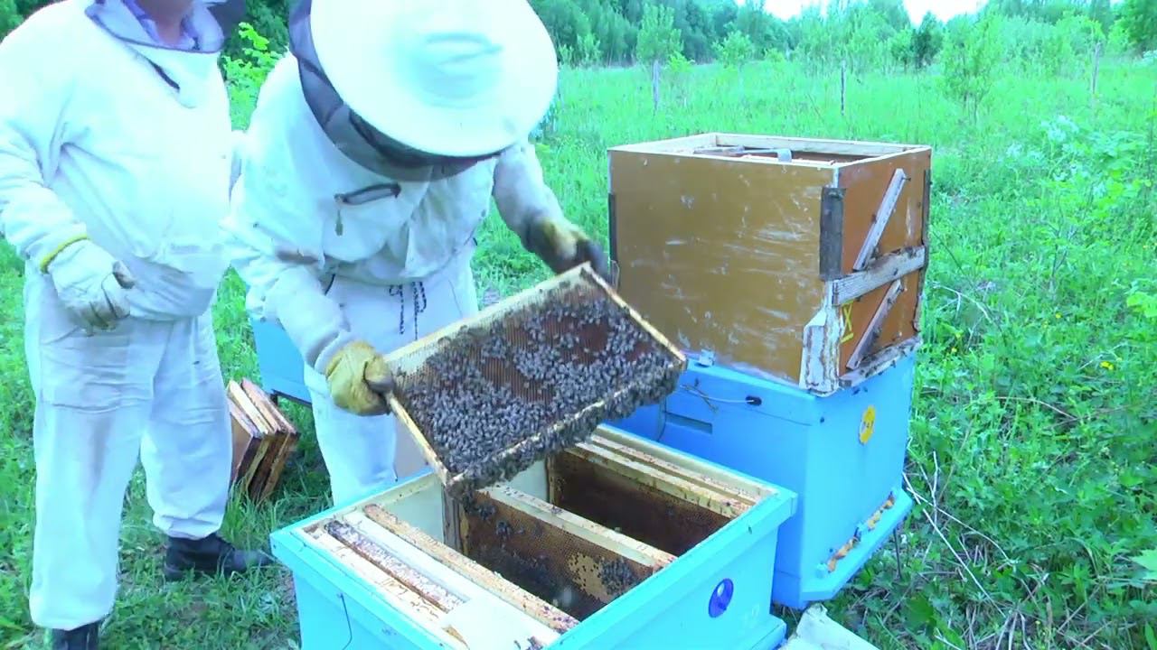 Переселяем в улей первый рой 2023. Пчеловодство.Нефтекамск.