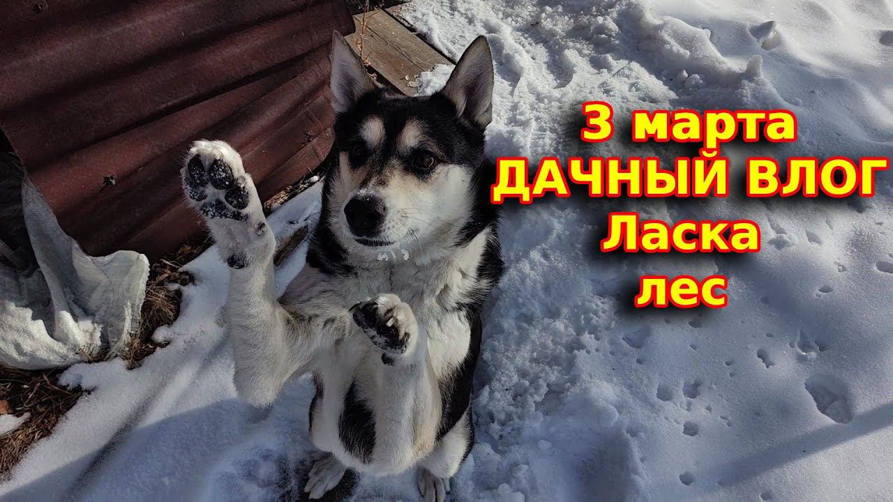 3 марта 2024 года. Дача, лес, много Ласки