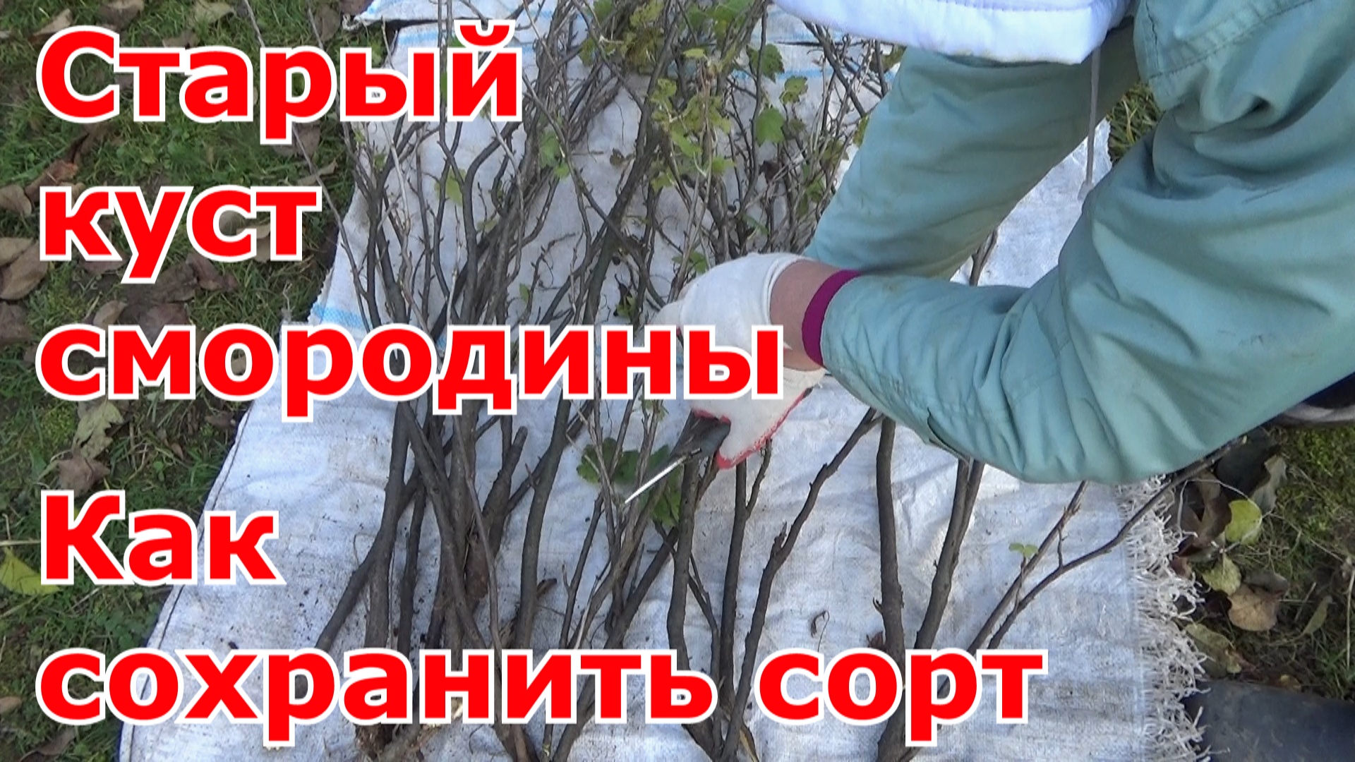 Черенкование, размножение смородины черенками осенью. Обновление старого куста черной смородины..mp4