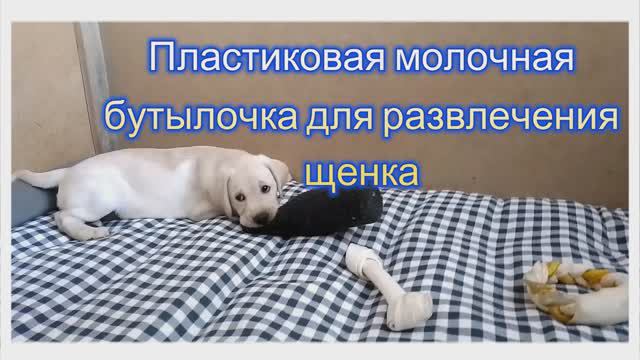 Пластиковая молочная бутылочка для развлечения щенка