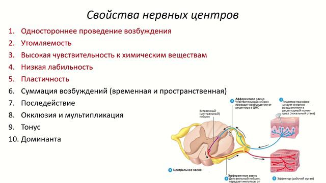 Физиология нервной системы. Нервные центры.