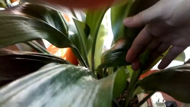 Стимуляция Эухариса к цветению.