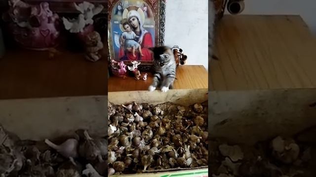 Кошечка Алиса помогает готовить чеснок к посадке)