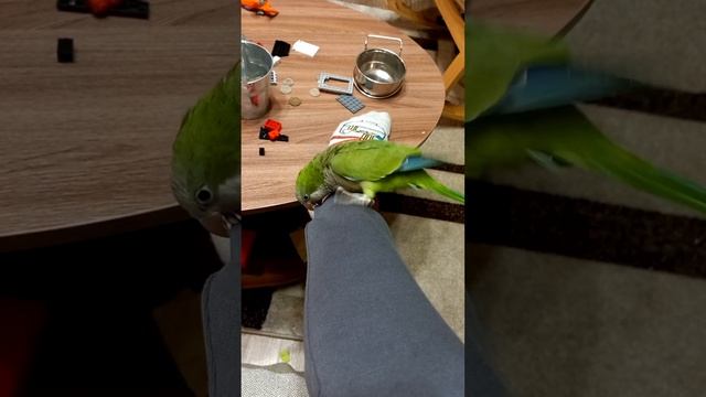 Яшка туда-сюда