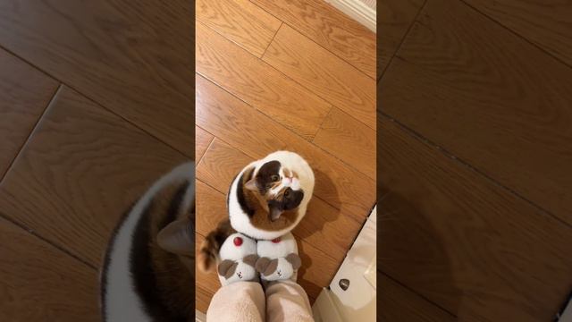 26-03-2024 кошка ❤️