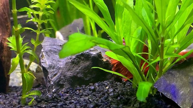 Видео красивой бойцовой рыбки