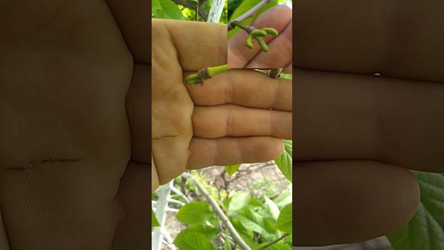 Азимина нужен ли опылитель? Май 24г