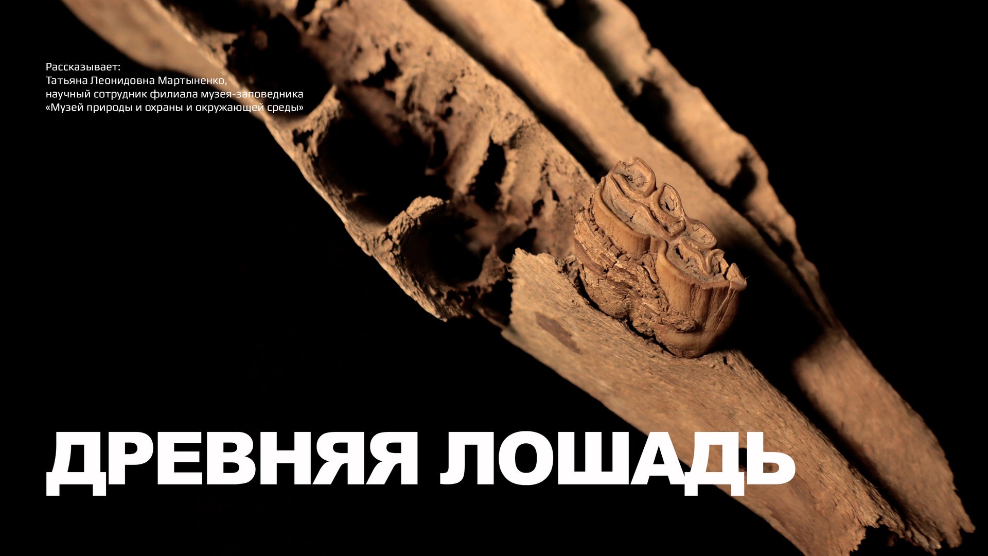 Древняя лошадь