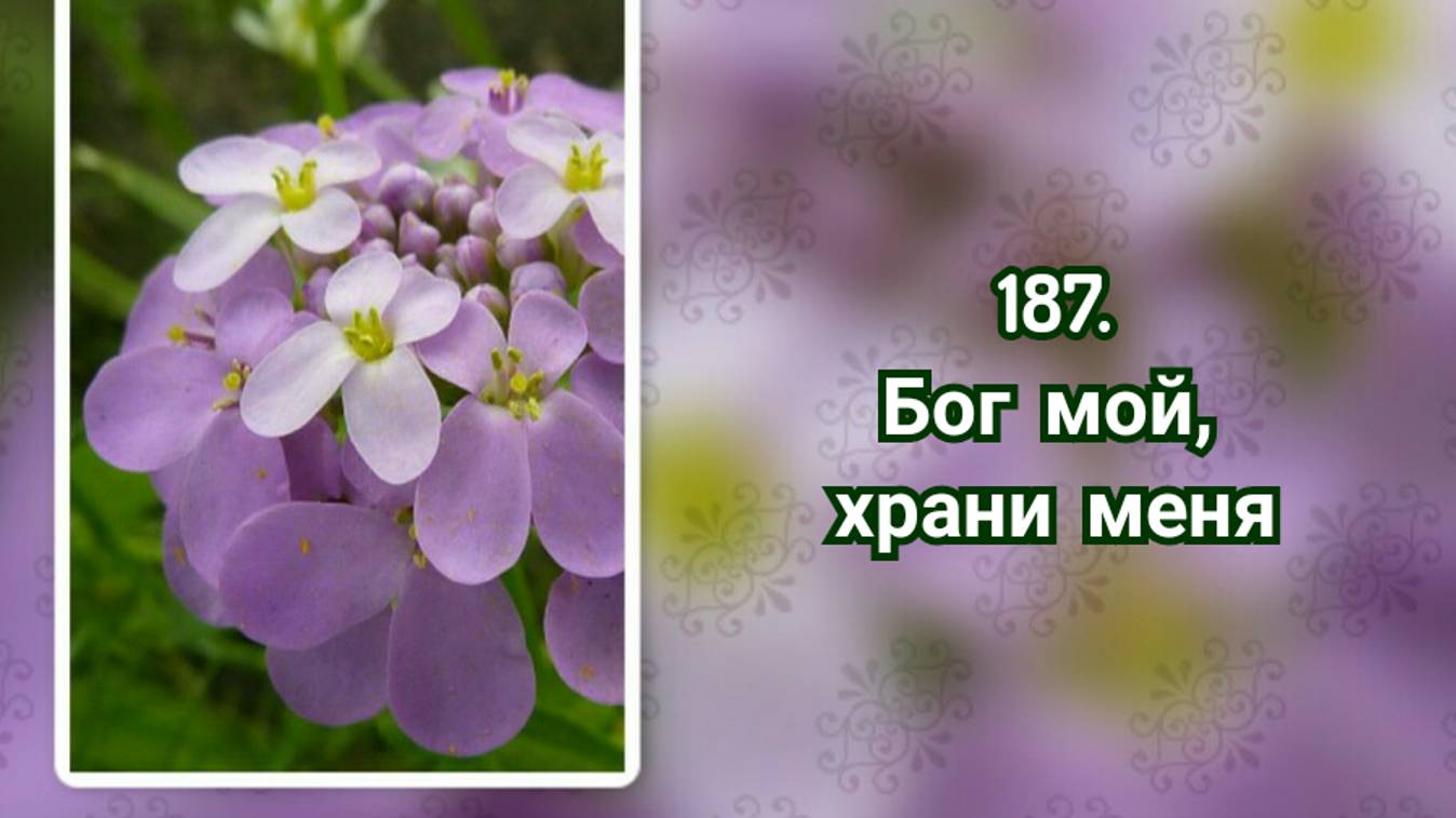 Гимны надежды 187 Бог мой, храни меня (-)
