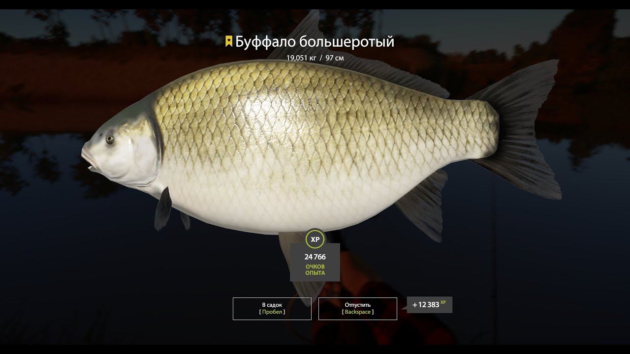 Russian Fishing 4 ТРОФ БУФФАЛО ПРИШОЛ В РЕКОРДЫ