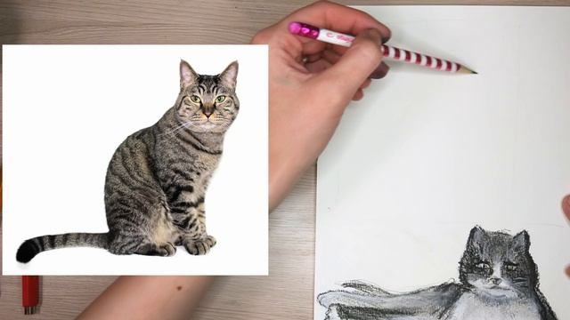 зарисовки кота.mp4