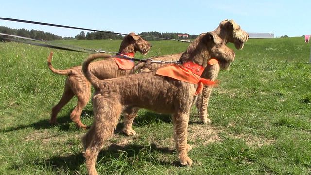 Ирландские терьеры : ТРОПИКАНА  КУРСИНГ