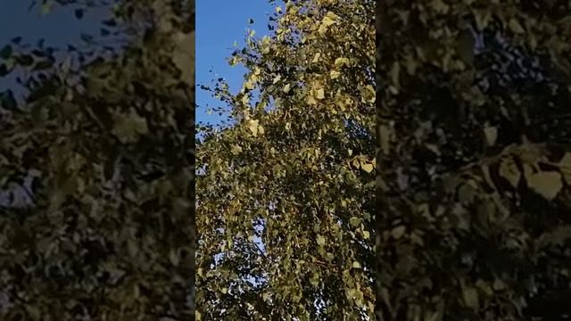 Осенние отголоски лета в колыхании березы ветром