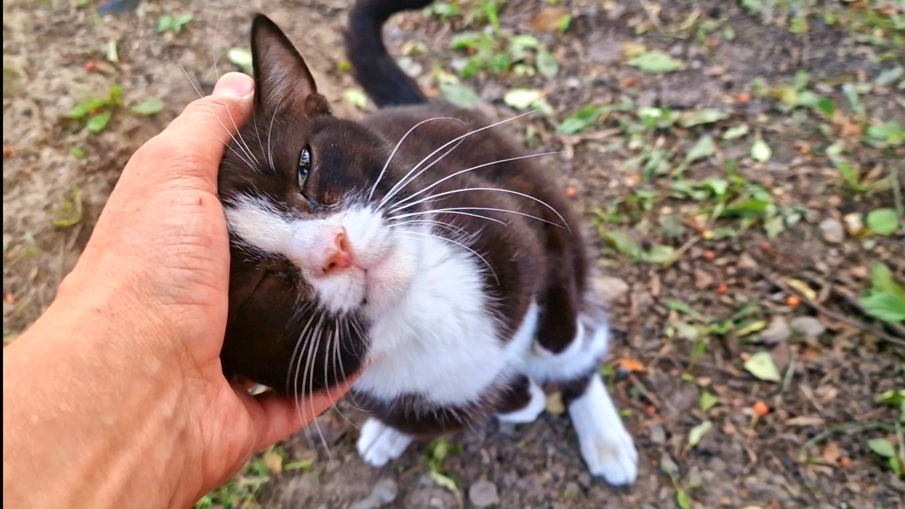 ?Бездомная кошка подошла чтобы попросить еды и помощи | У неё больные лапки и трое котят ?cat