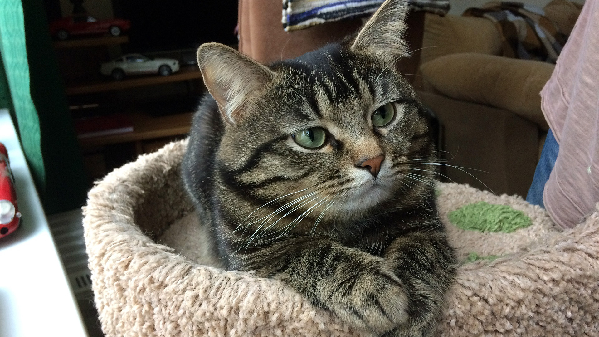 Кошки привязываются к печальным людям.