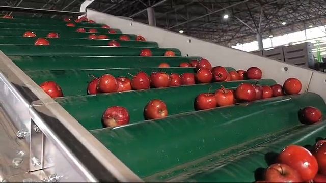 Линия по фасовке яблок.