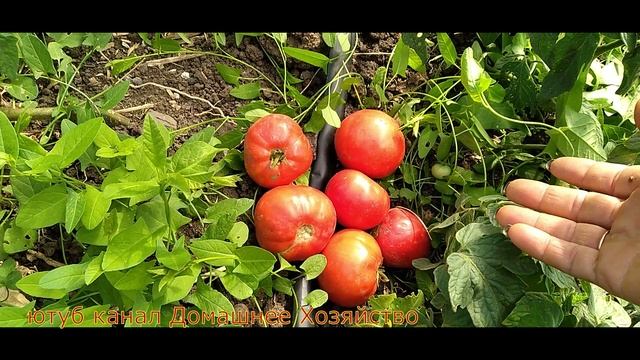 Обзор томата Китаец