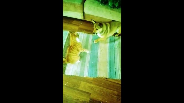 Новый проект.mp4