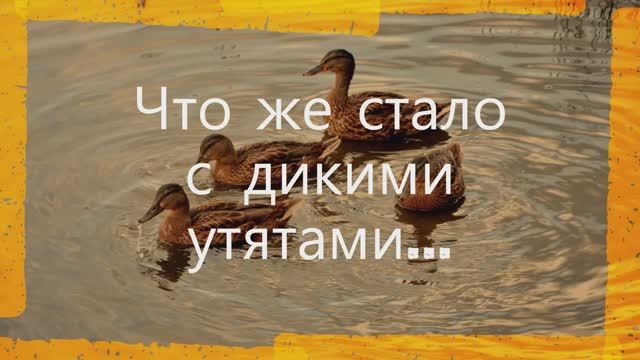 Что же стало с дикими утятами...