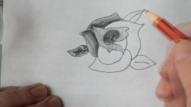 роза карандашом