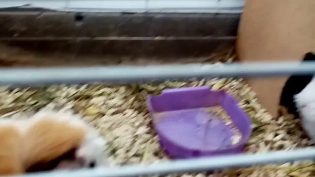 Новый жених для Красотки. Морские свинки