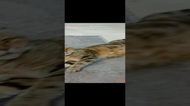 Яся 😺😺😺#shorts