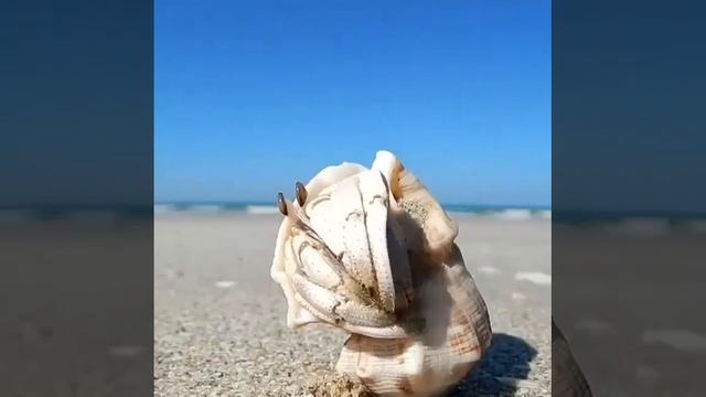 VID_20221222_214645_415.mp4