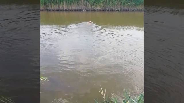 Подача утки с воды Эпаньоль Бретон..mp4