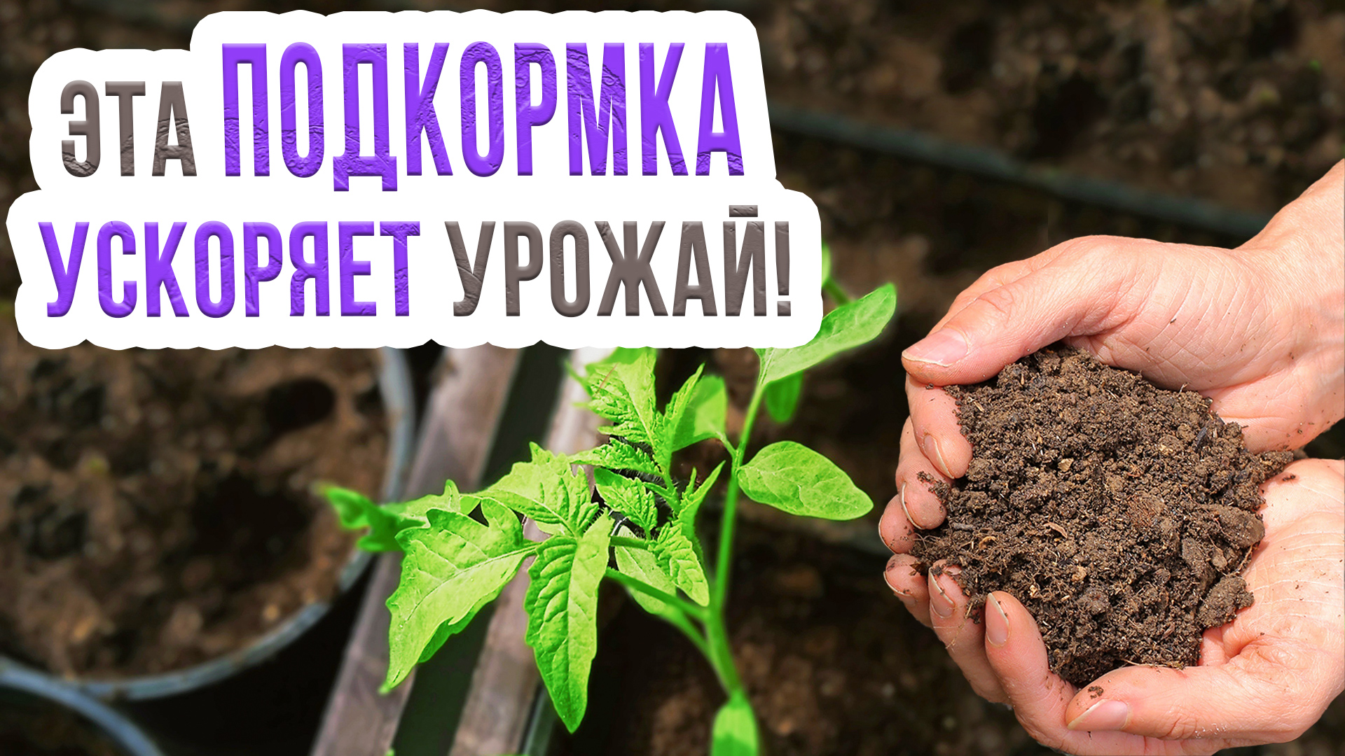 Выбор для подкормки рассады томатов для раннего урожая. Подкормка рассады ранних помидор