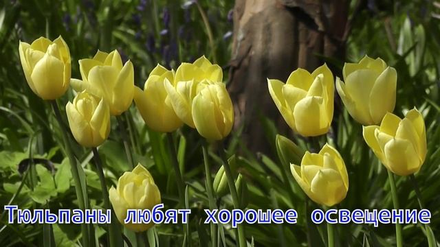 ТЮЛЬПАНЫ, как выращивать эти красивые цветы в открытом грунте