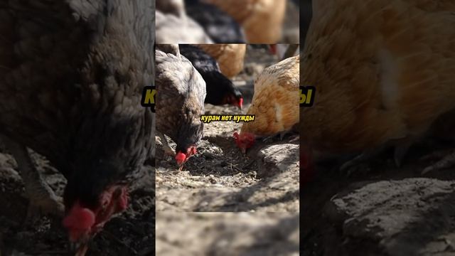 почему курицы не летают???