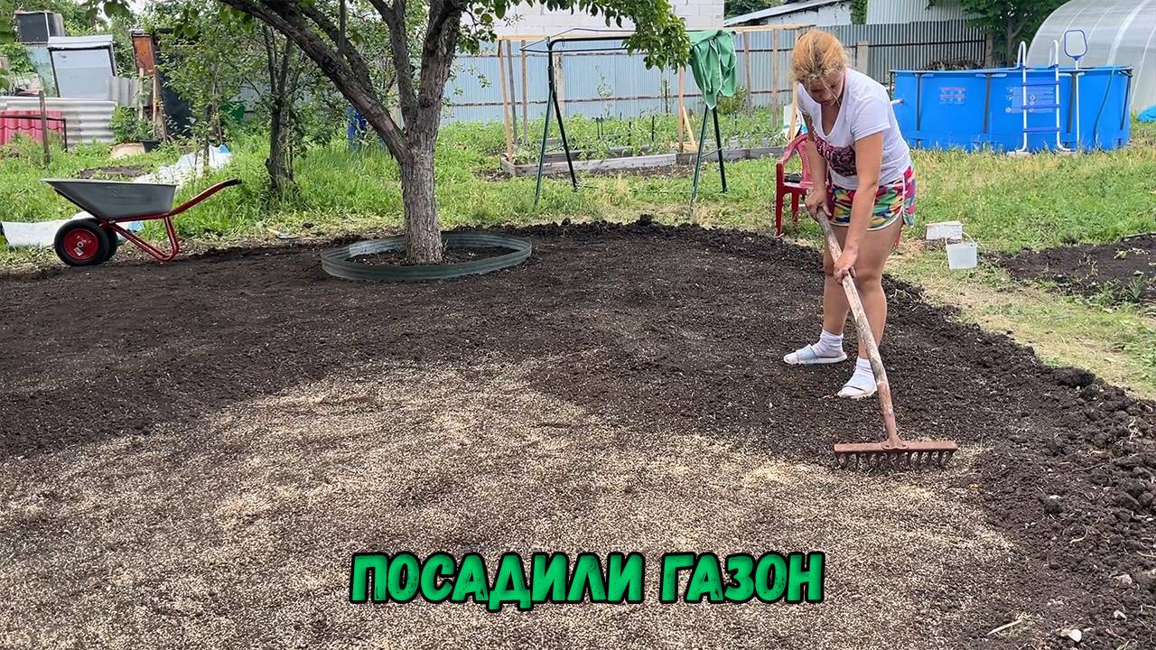 Посадили газон