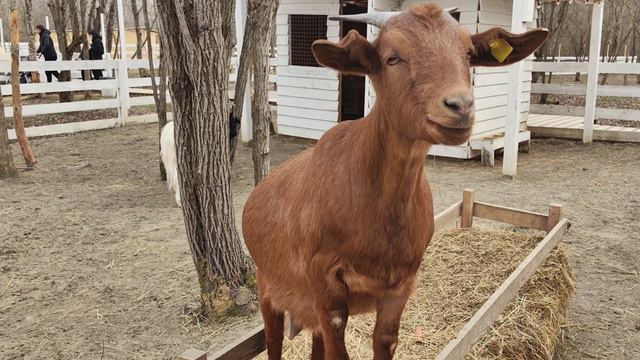 Ферма альпак. Горячий ключ