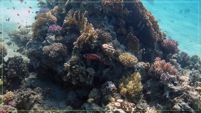 Шармаль шейх. Египет. Рыбы. Слайд-шоу