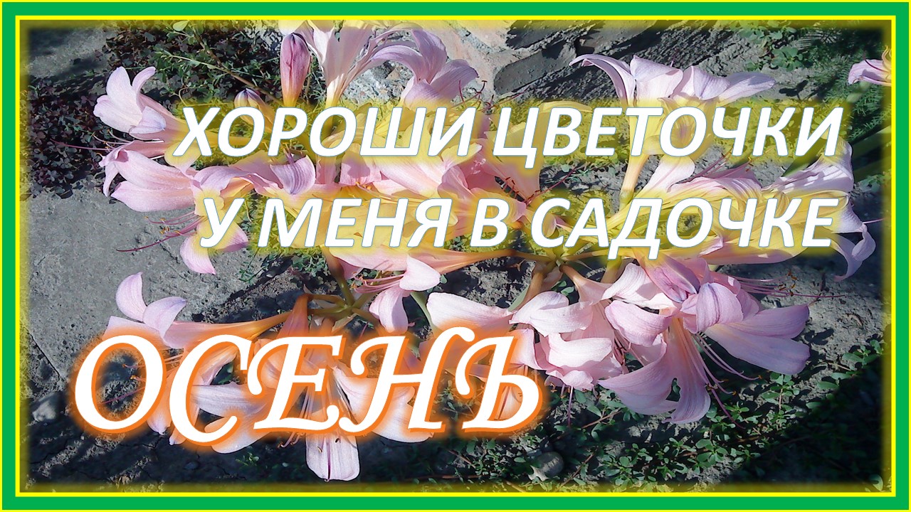Осень. Хороши цветочку у меня в садочке