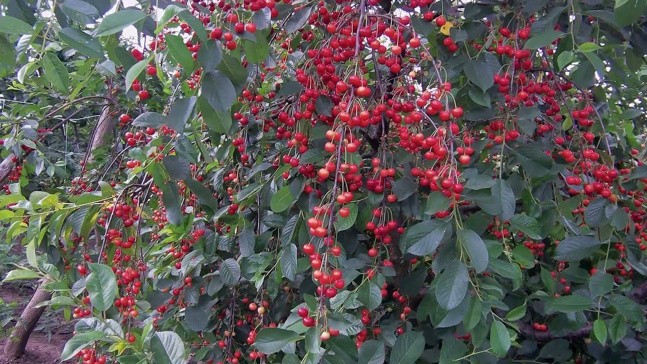 Моя фазенда 2021