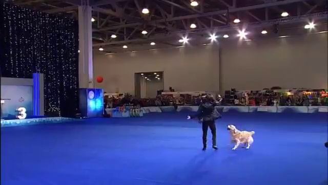 Танцы собак Ретривер