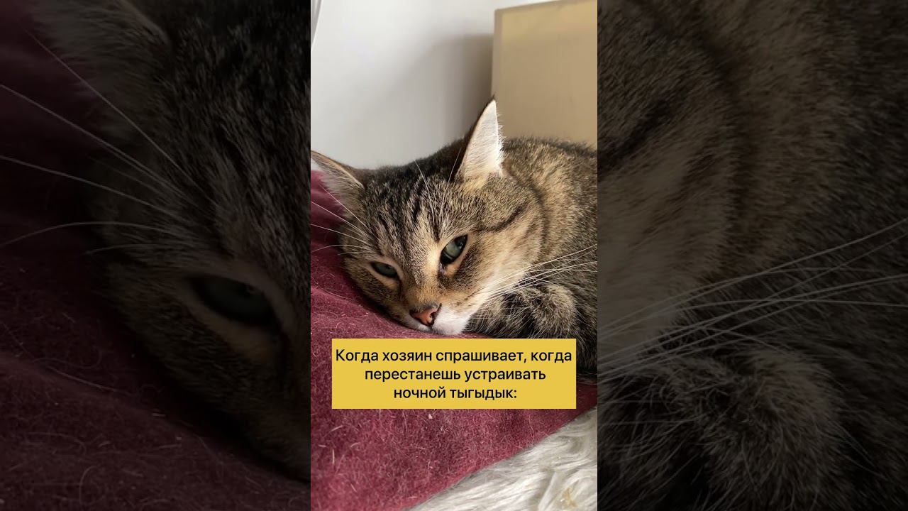 Тыгы-дык. И что в этом не так? А???  #cat #котикитакиекотики  #шортс  #пробаланс