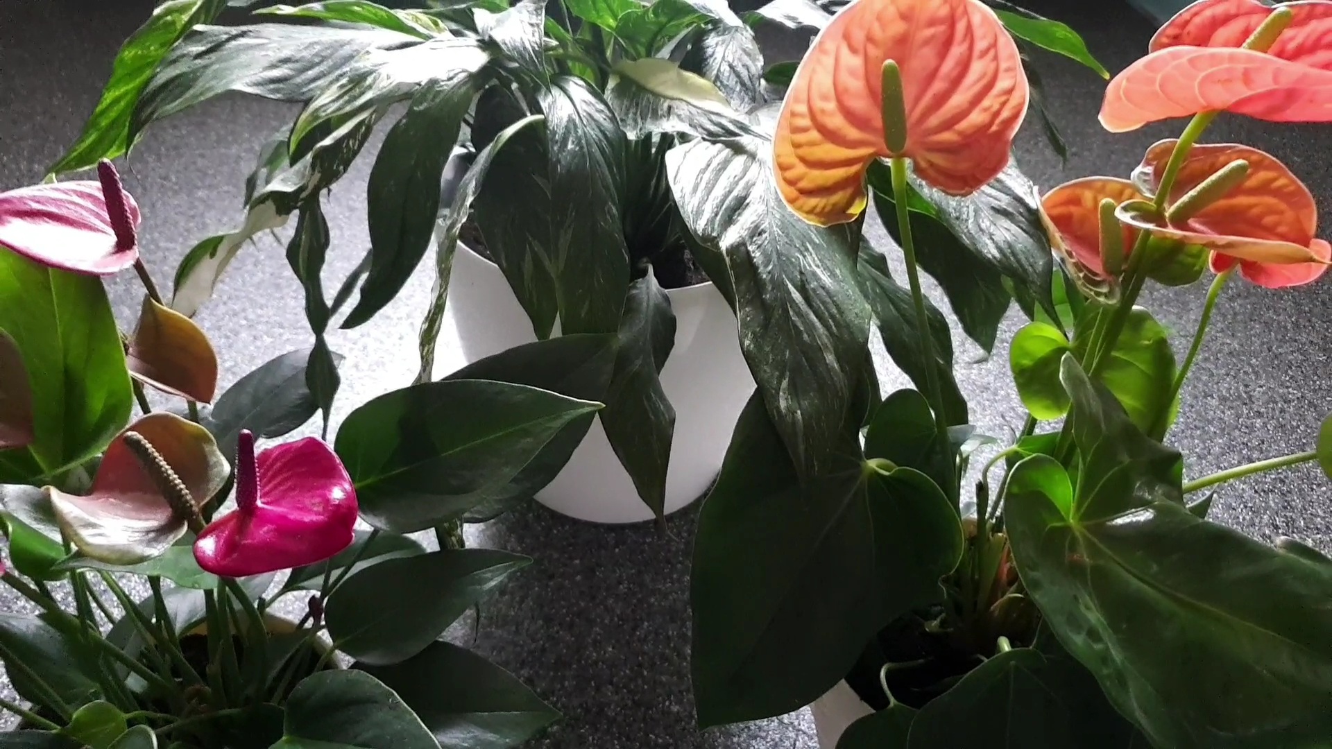 ??Что Еще Пересадила??