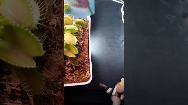 Мухоловка. Ням-Ням