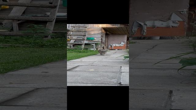 Кошка принесла в зубах добычу из леса? Как это было смотрите на канале! Добавь видео в топ?