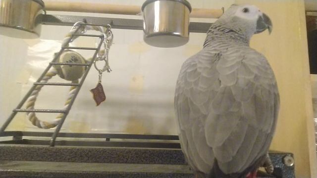 Вечером Дашке надо полазать по клетке, или вечерняя акробатика попугая жако перед сном