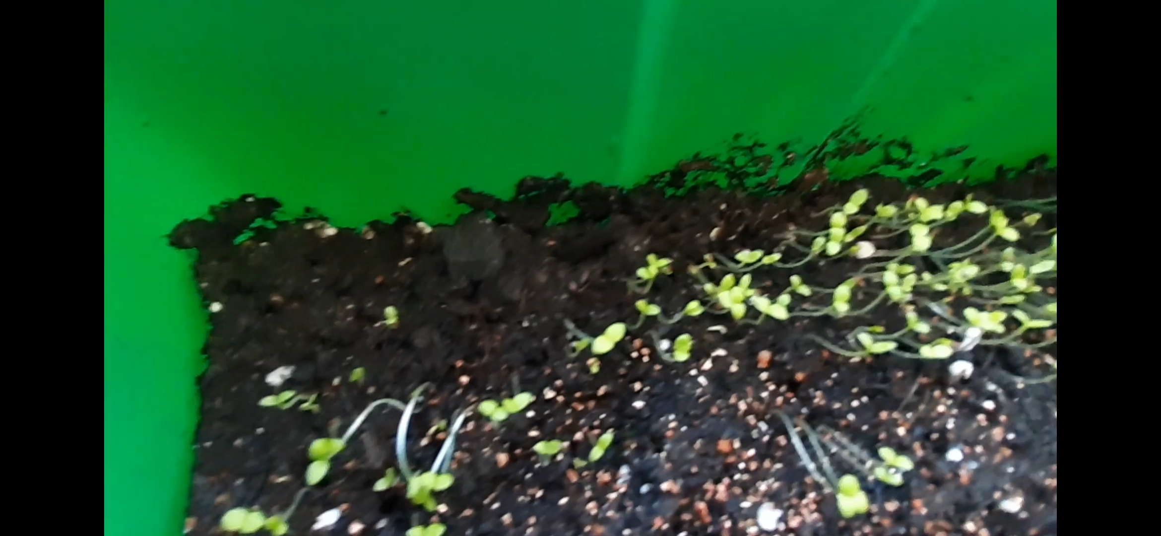 Рассада через 8 дней после посева.