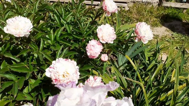 пион CANDY STRIPE