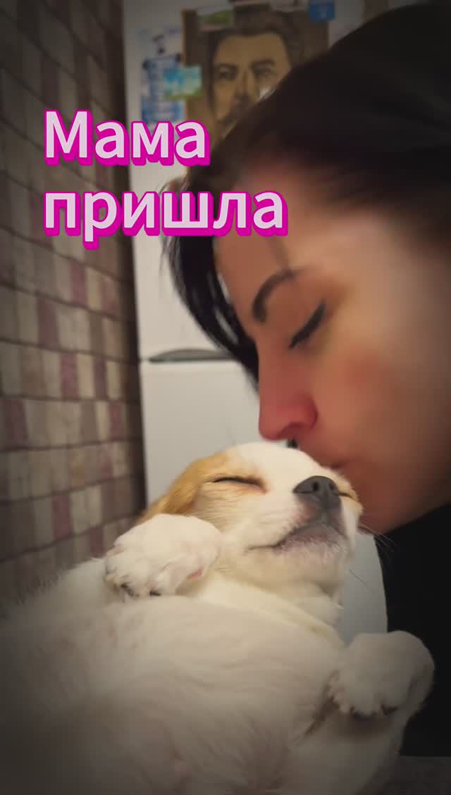 Зайка скучала весь день #чихуахуа