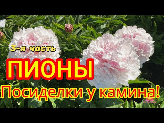 Посиделки у камина. Часть 3. Травянистые пионы с желтым помпоном / Сад Ворошиловой