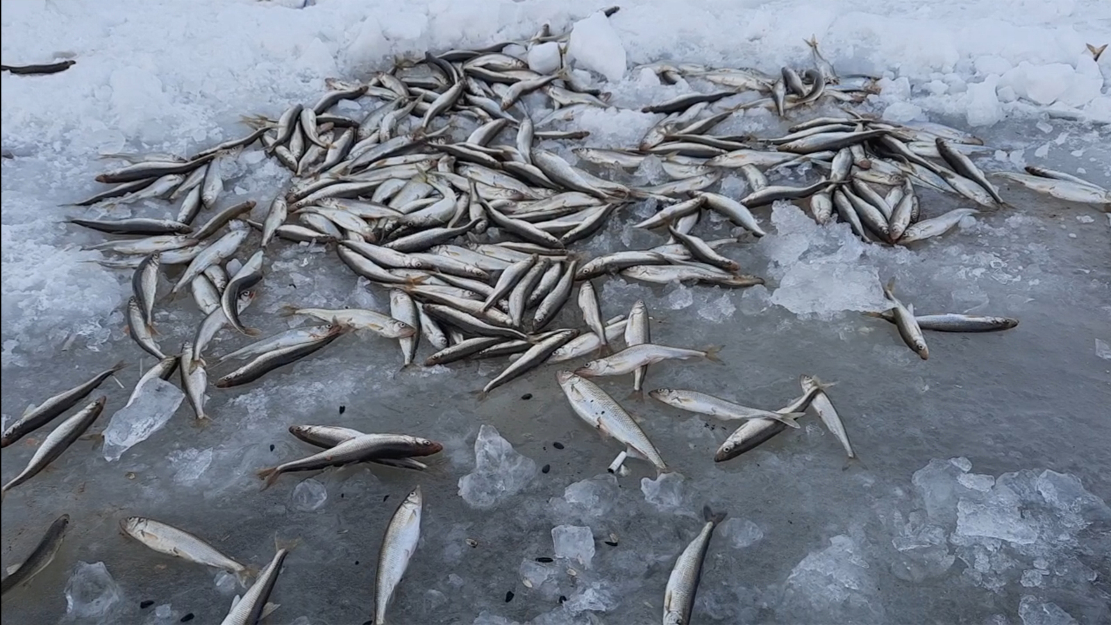 Рыбалка на корюшку. Джаорэ.Первая часть.avi